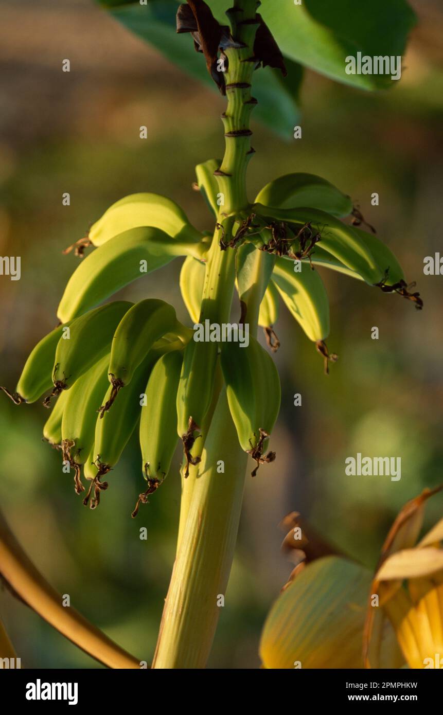 Costa rica banana grower hi-res stock photography and images - Alamy