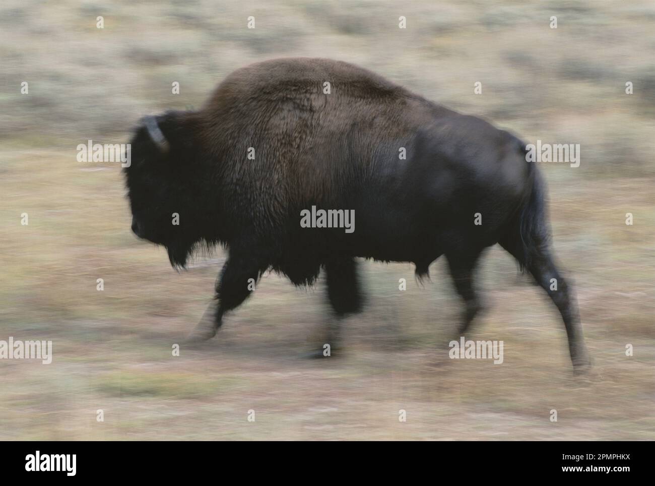 American bison bulls hi-res stock photography and images - Alamy