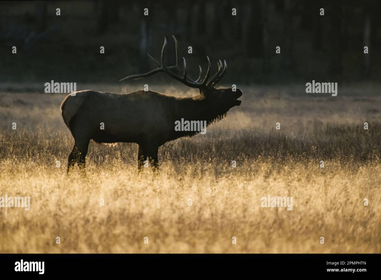 American elk national park hi-res stock photography and images - Alamy