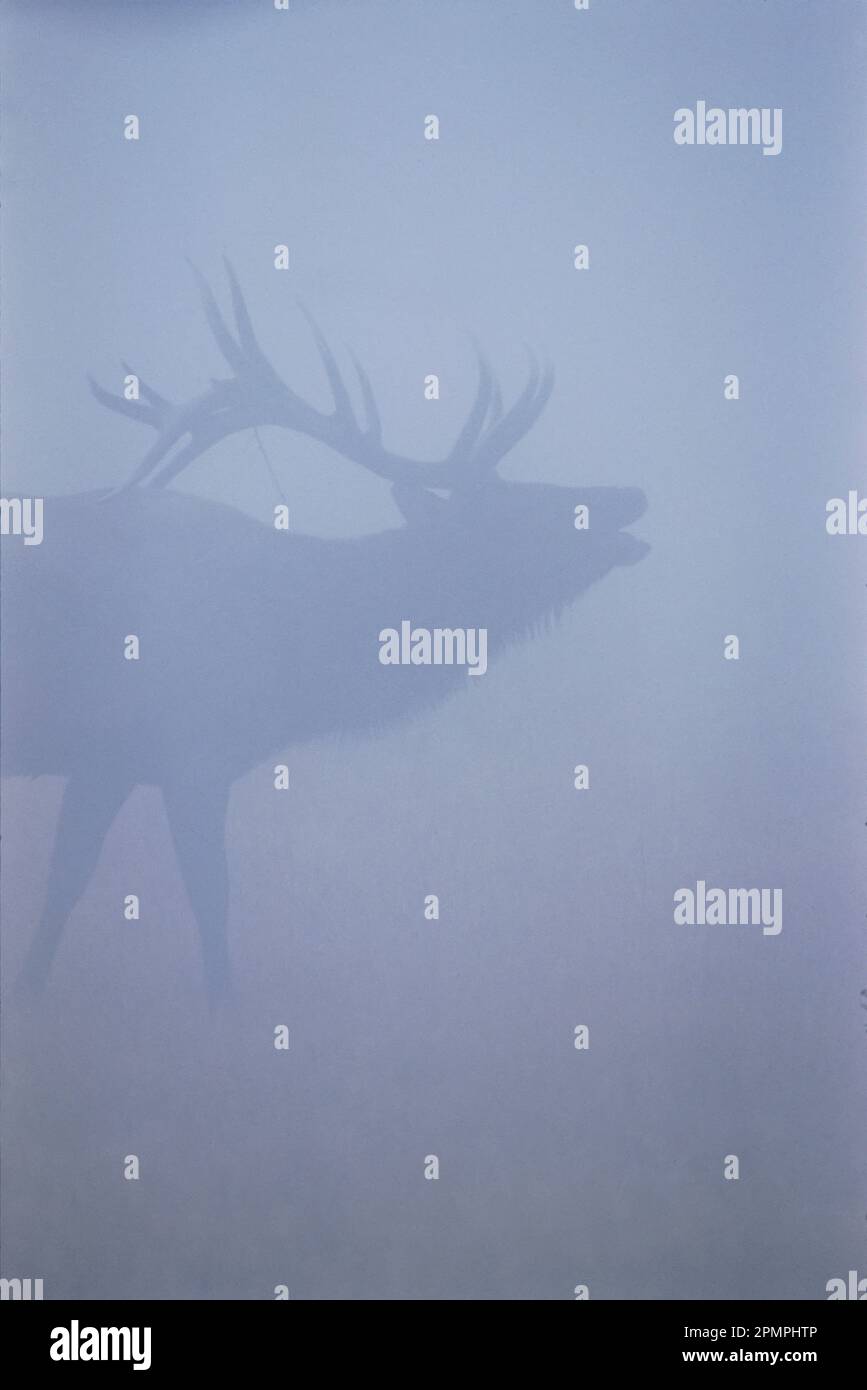 American elk national park hi-res stock photography and images - Alamy