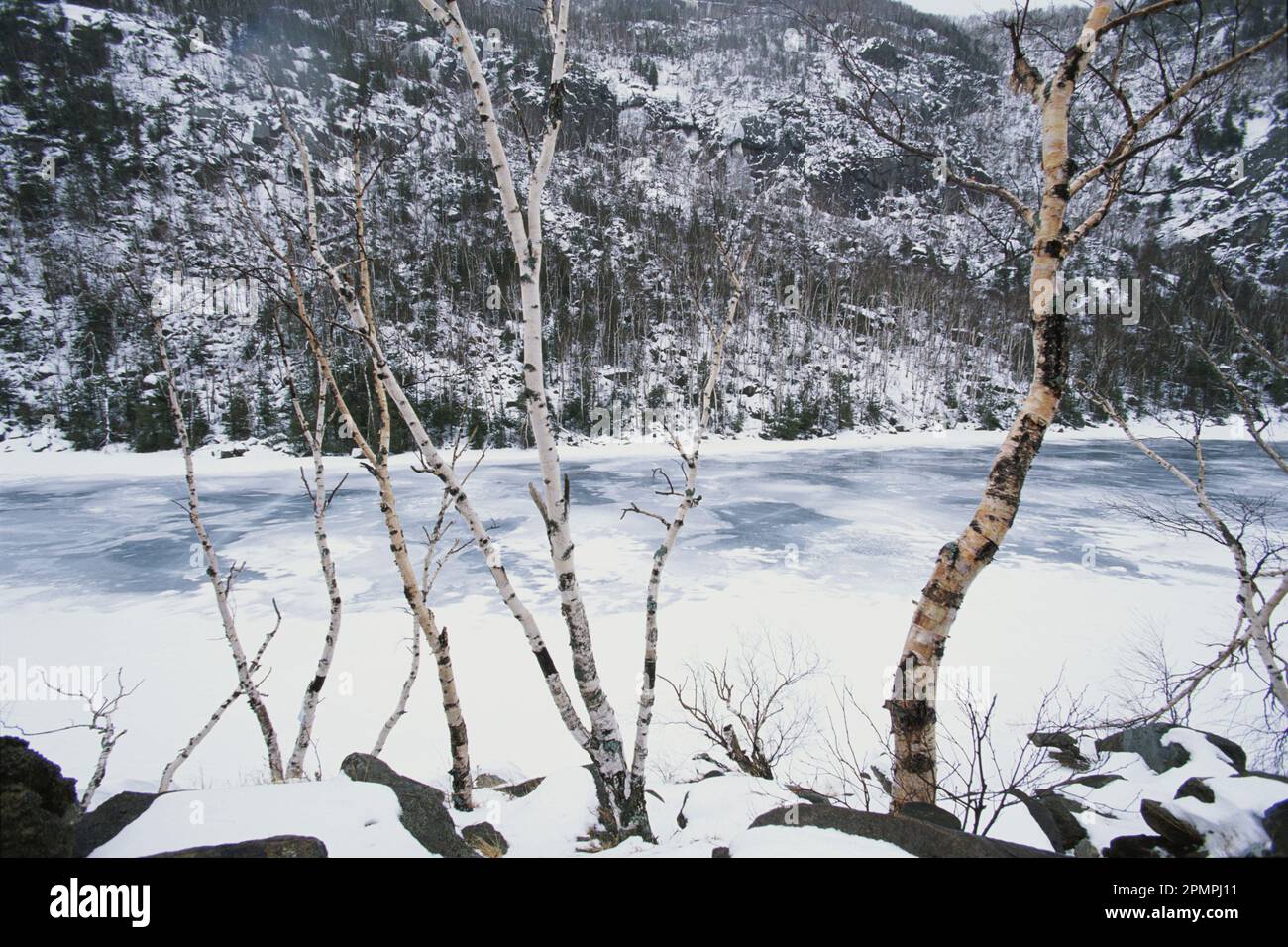 White birch trees above frozen Upper Cascade Lake, Adirondack Mountains ...