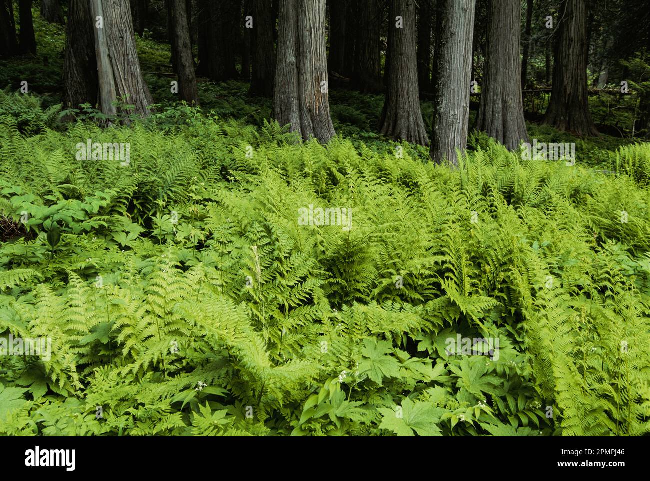 Beautiful ferns cover the ground around a stand of trees; Idaho, United ...