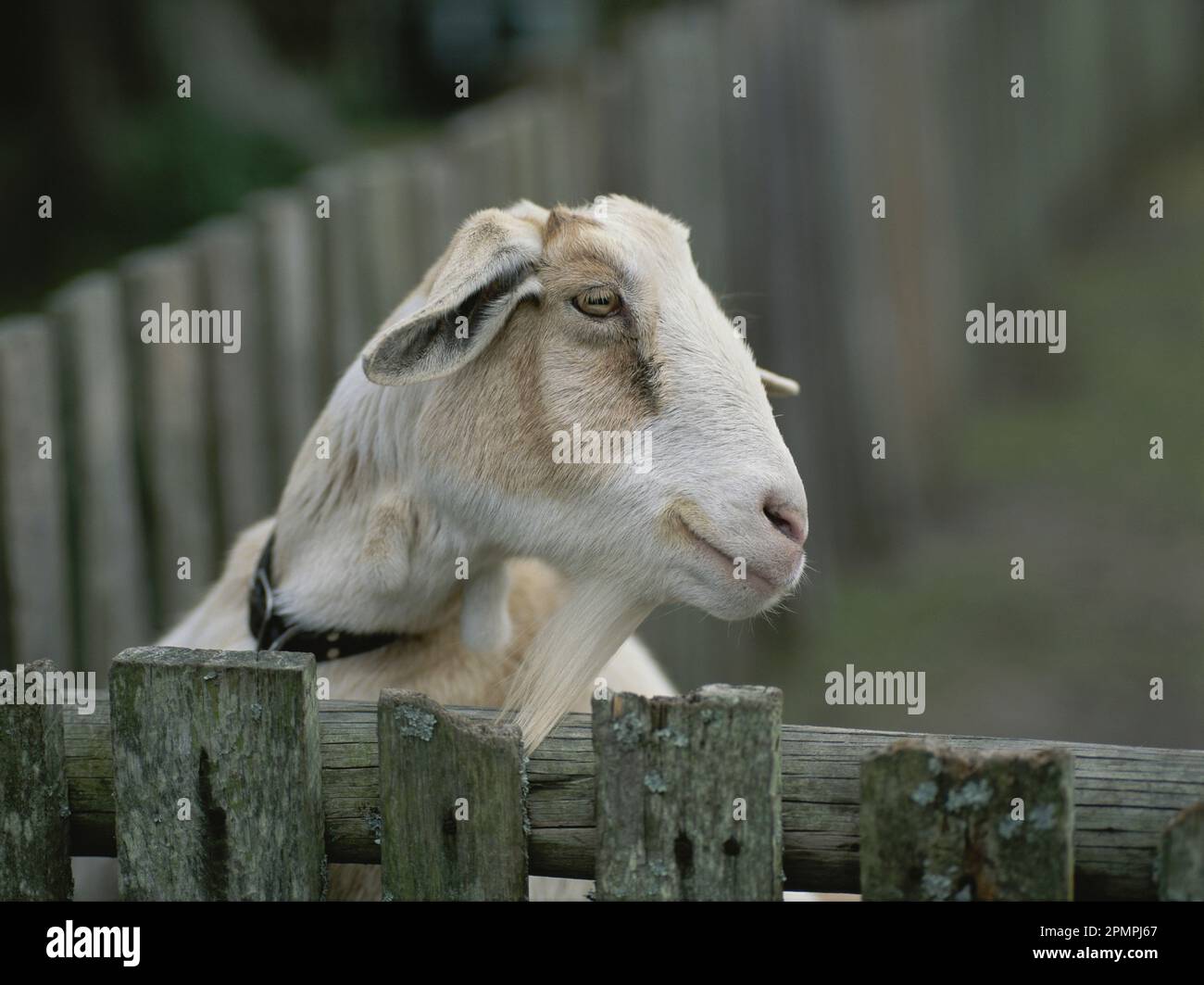 Animal looking over fence hi-res stock photography and images - Alamy