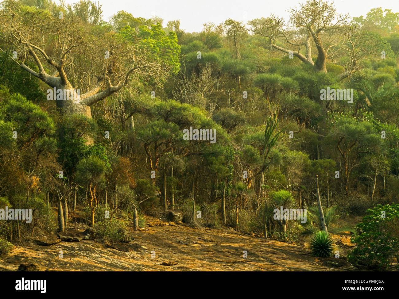 Madagascar plants hi-res stock photography and images - Alamy