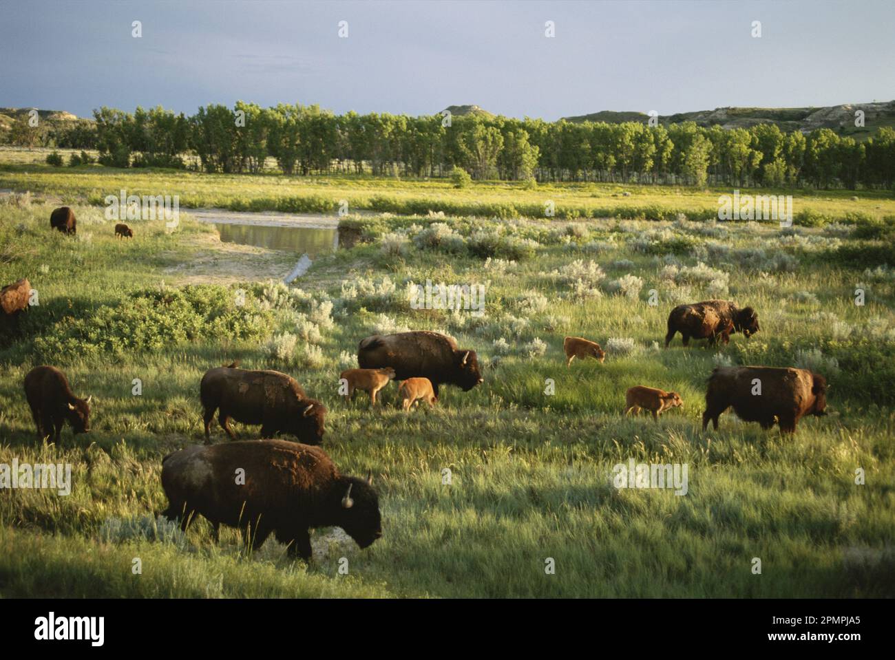 Bison (Bison bison) graze on grasslands in Theodore Roosevelt National ...