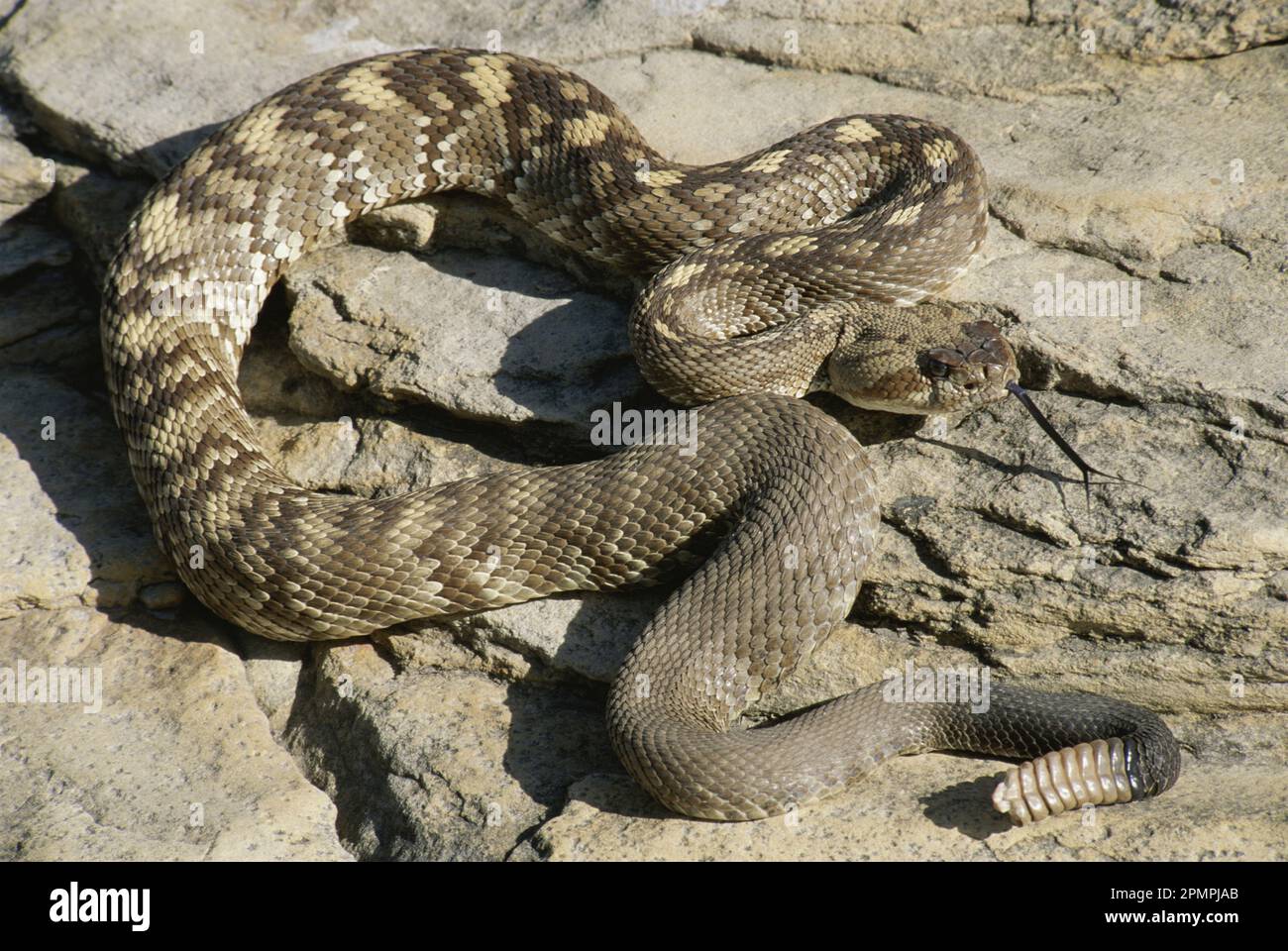 Northern black-tailed rattlesnake (Crotalus molossus molossus) in the ...