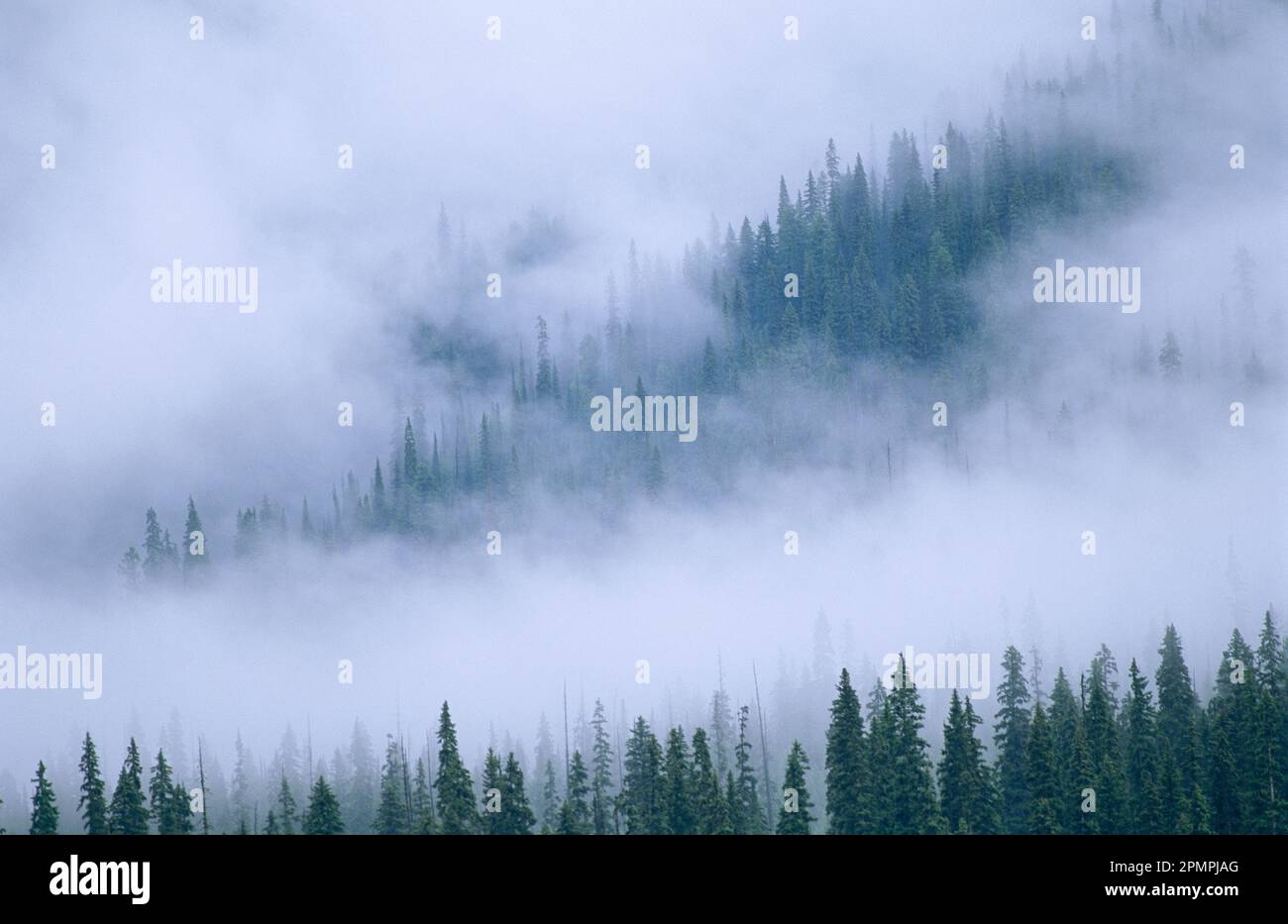 Spruce trees peek through the fog in Yoho National Park, BC, Canada ...