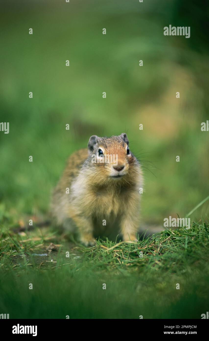 Close-up portrait of a squirrel in Yoho National Park, BC, Canada ...