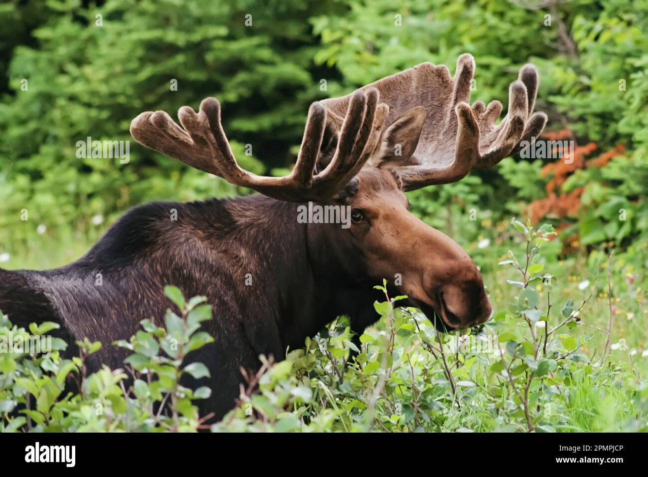 Moose canada hi-res stock photography and images - Alamy