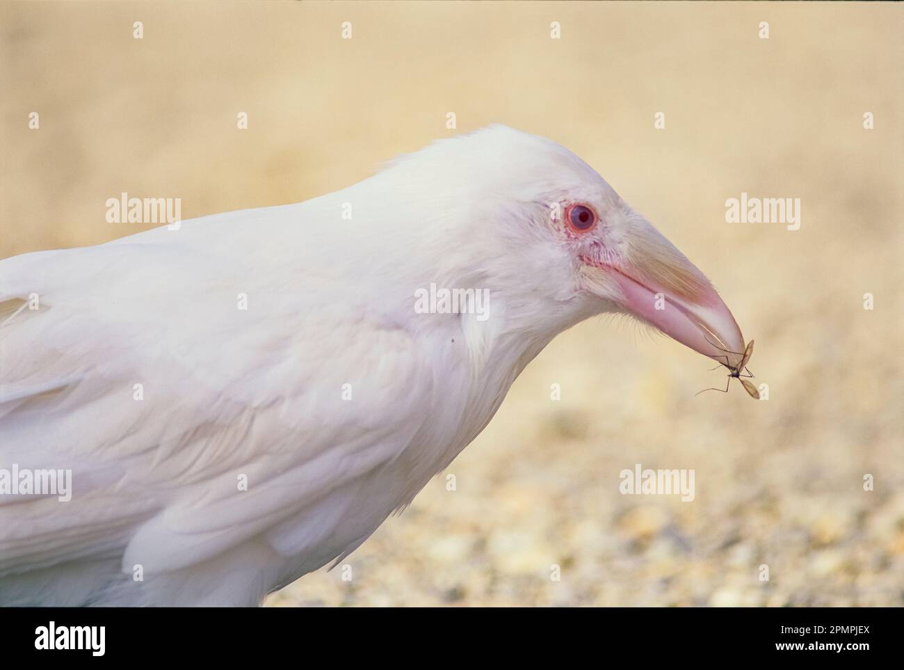Portrait of an albino raven with an insect in its bill; Port Clements ...