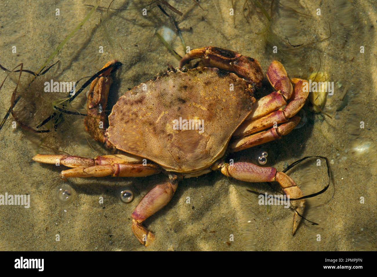 Cape cod crabs hi-res stock photography and images - Alamy