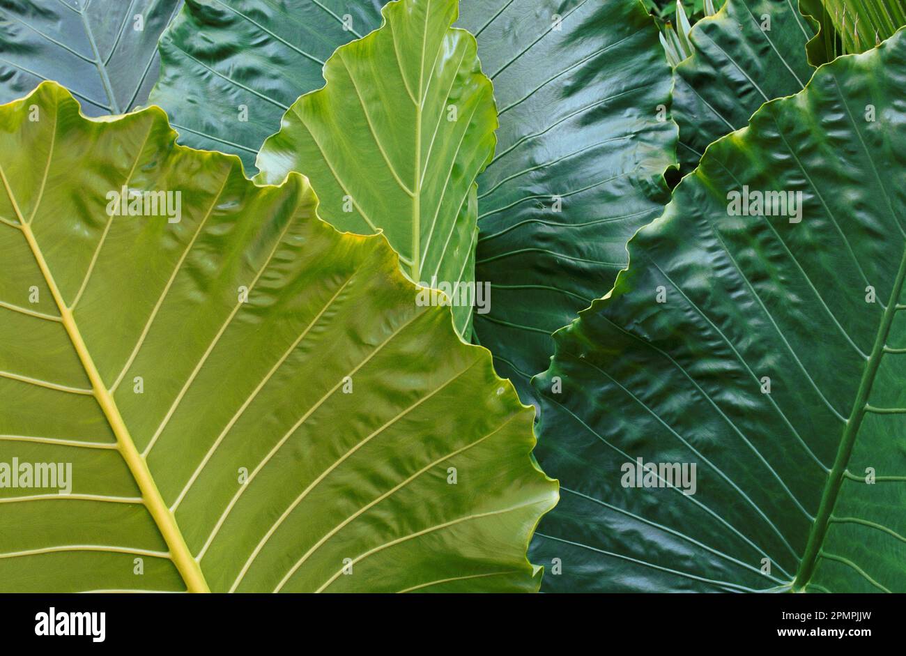 Mexico quintana cozumel tropical plants hi-res stock photography and ...