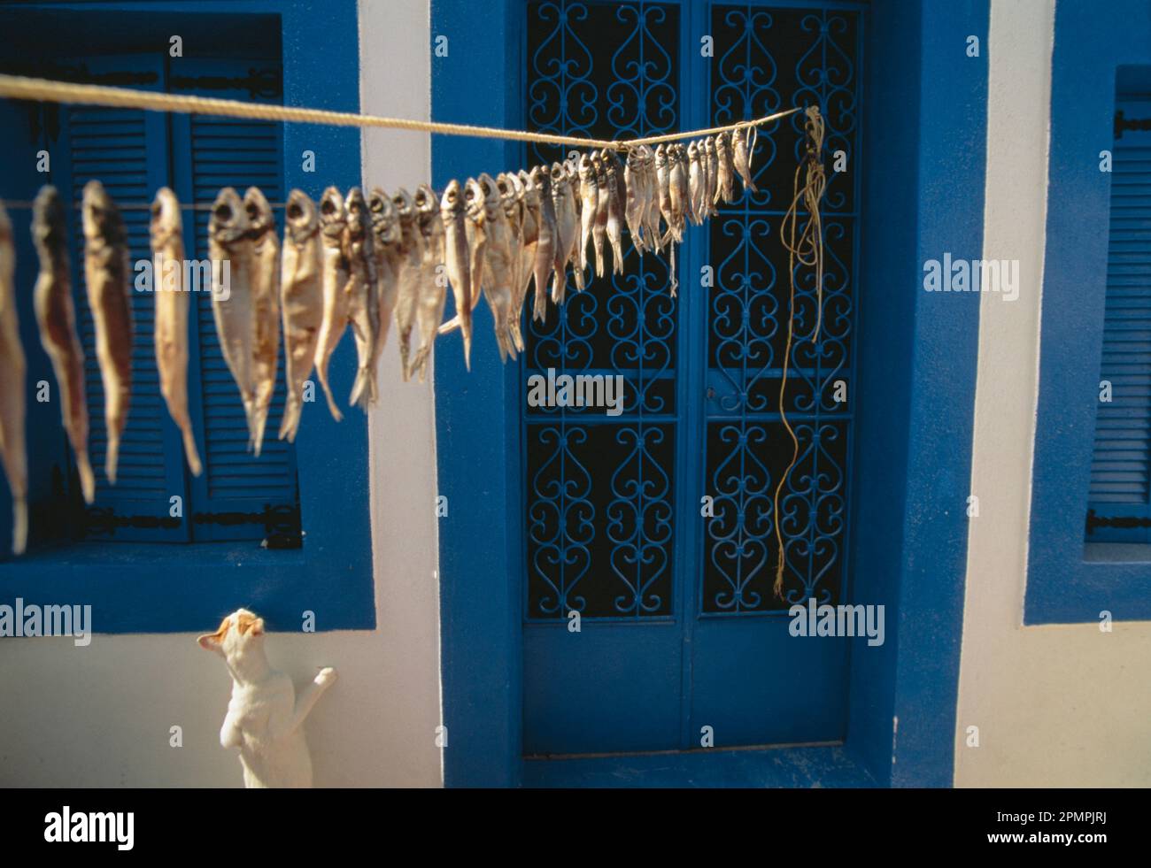 Cat reaches for small fish hanging to dry on a line; Thirassia, Greece ...