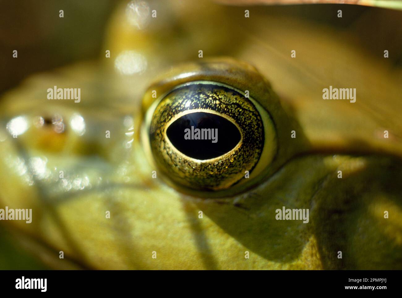 Frogs eye hi-res stock photography and images - Alamy