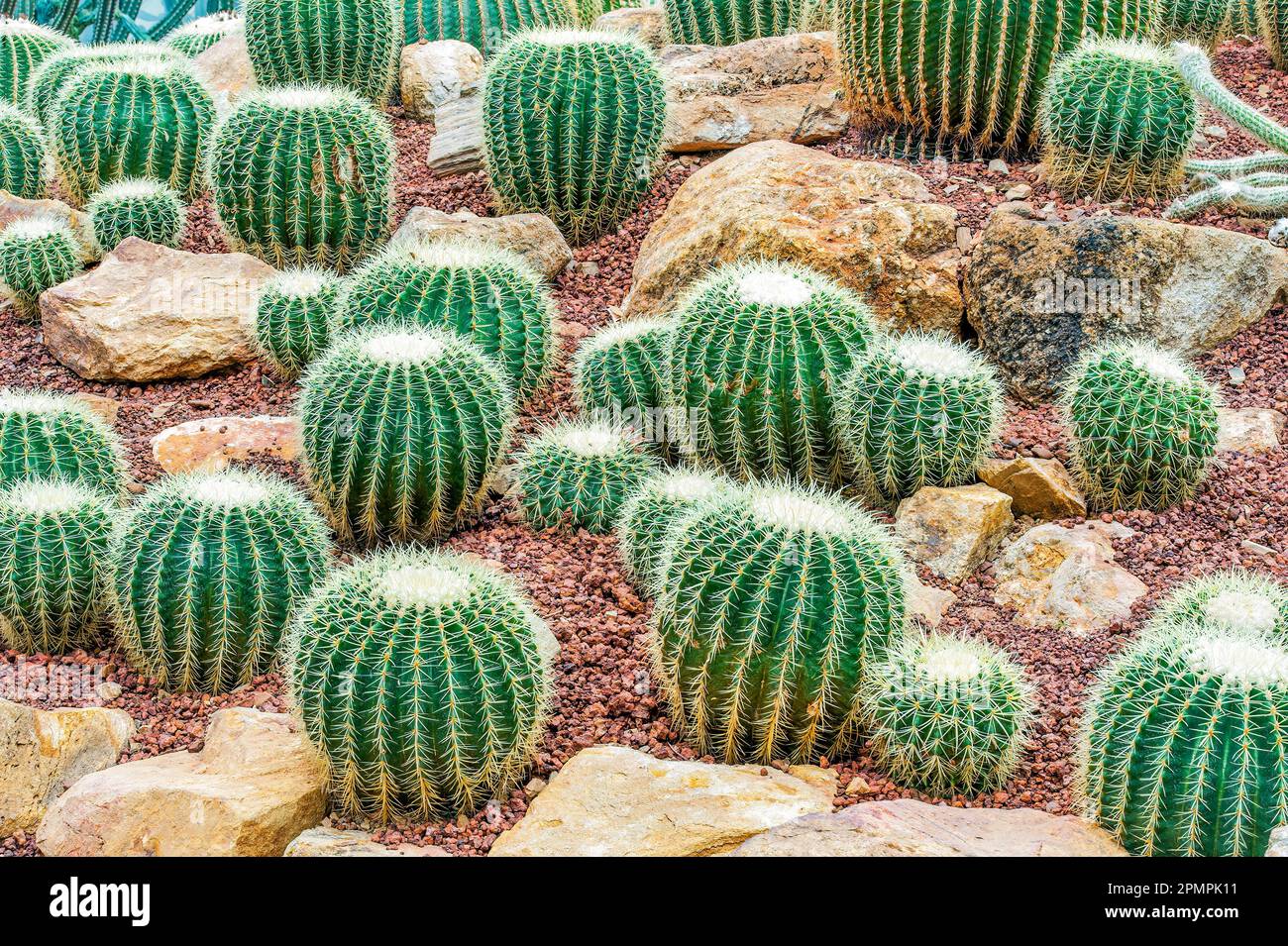 Thorny plants hi-res stock photography and images - Alamy
