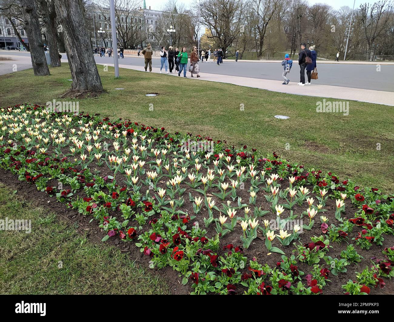 Spring flowers in the center of Riga Stock Photo - Alamy
