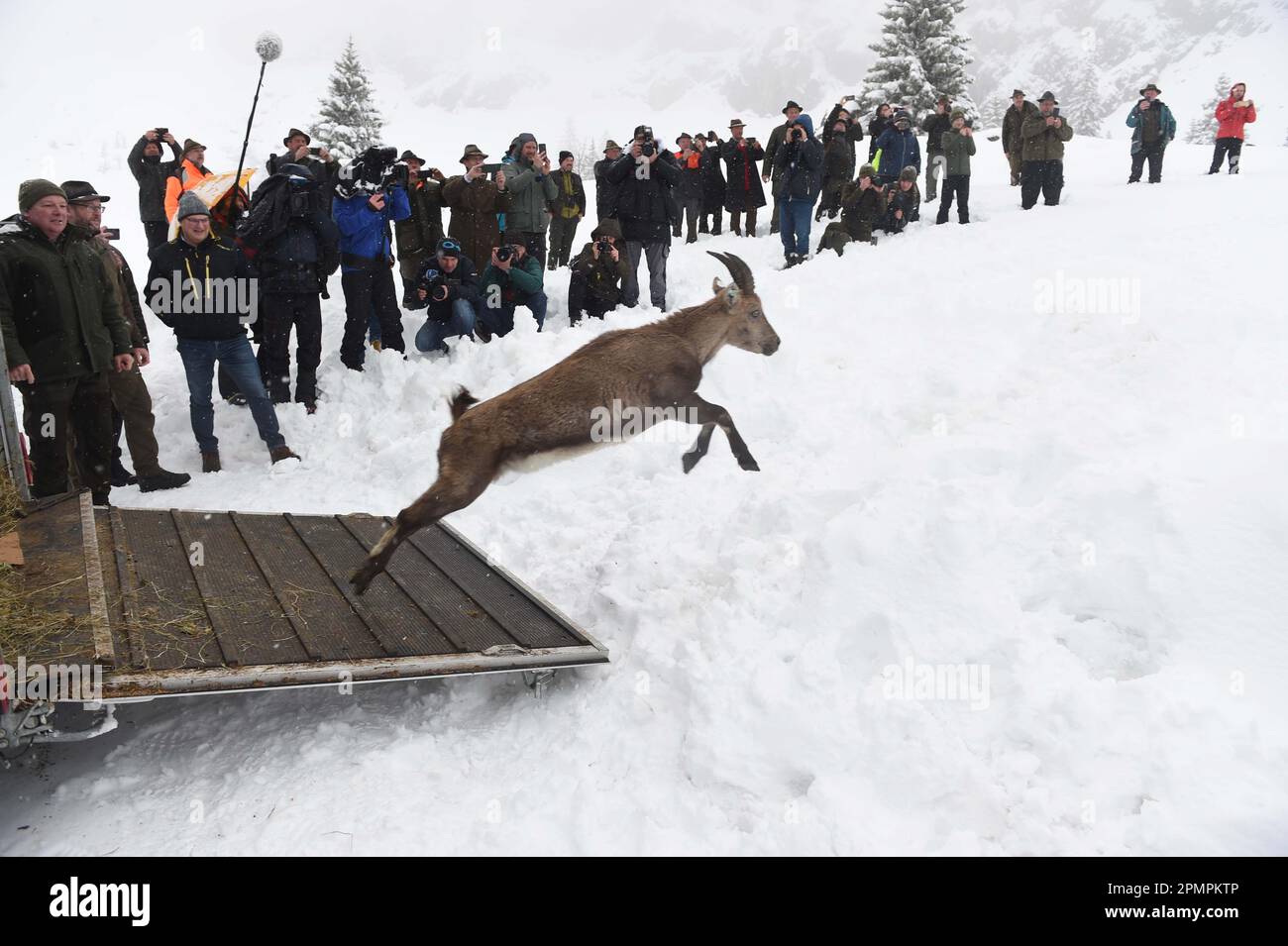 14 April 2023, Bavaria, Bad Tölz: An ibex jumps out of a trailer during a release of Swiss ibex ...
