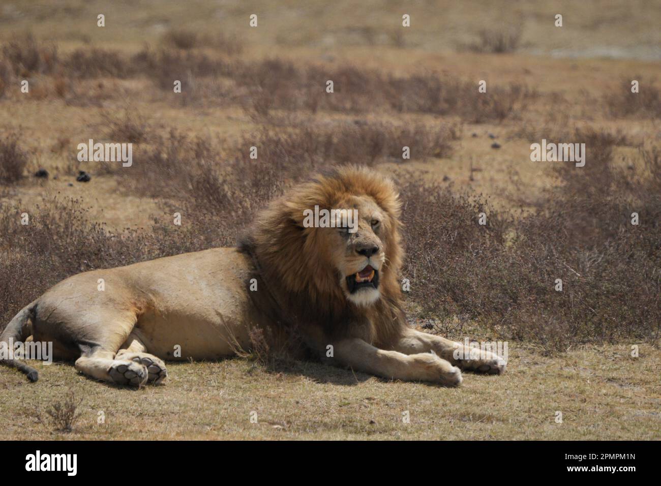 Lion Ngorongoro Crater National Park Stock Photo - Alamy