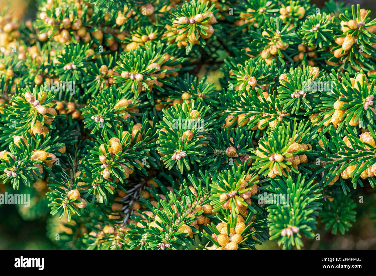 A lush green fir tree with an abundance of vibrant foliage Stock Photo ...