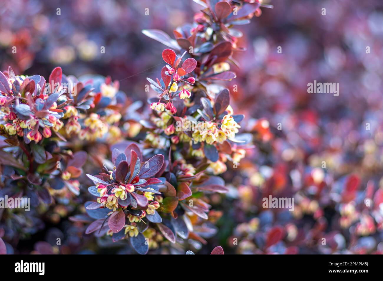 A vibrant close-up of a Japanese barberry plant at sunlight Stock Photo ...