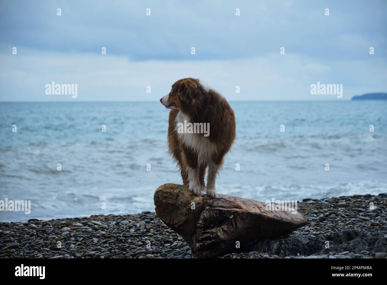 Brown Australian Shepherd stands on log on pebble beach. A walk with ...