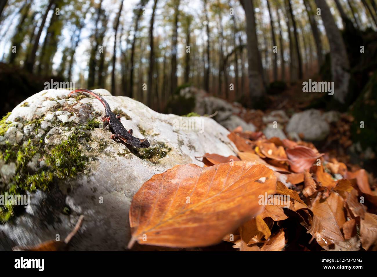 Colorful salamander hi-res stock photography and images - Alamy