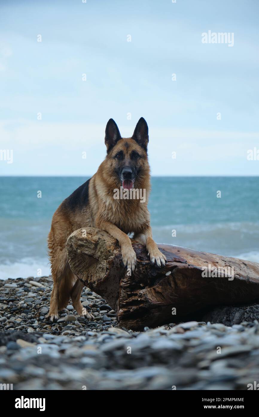 German shepherd along tree portrait hi-res stock photography and images ...