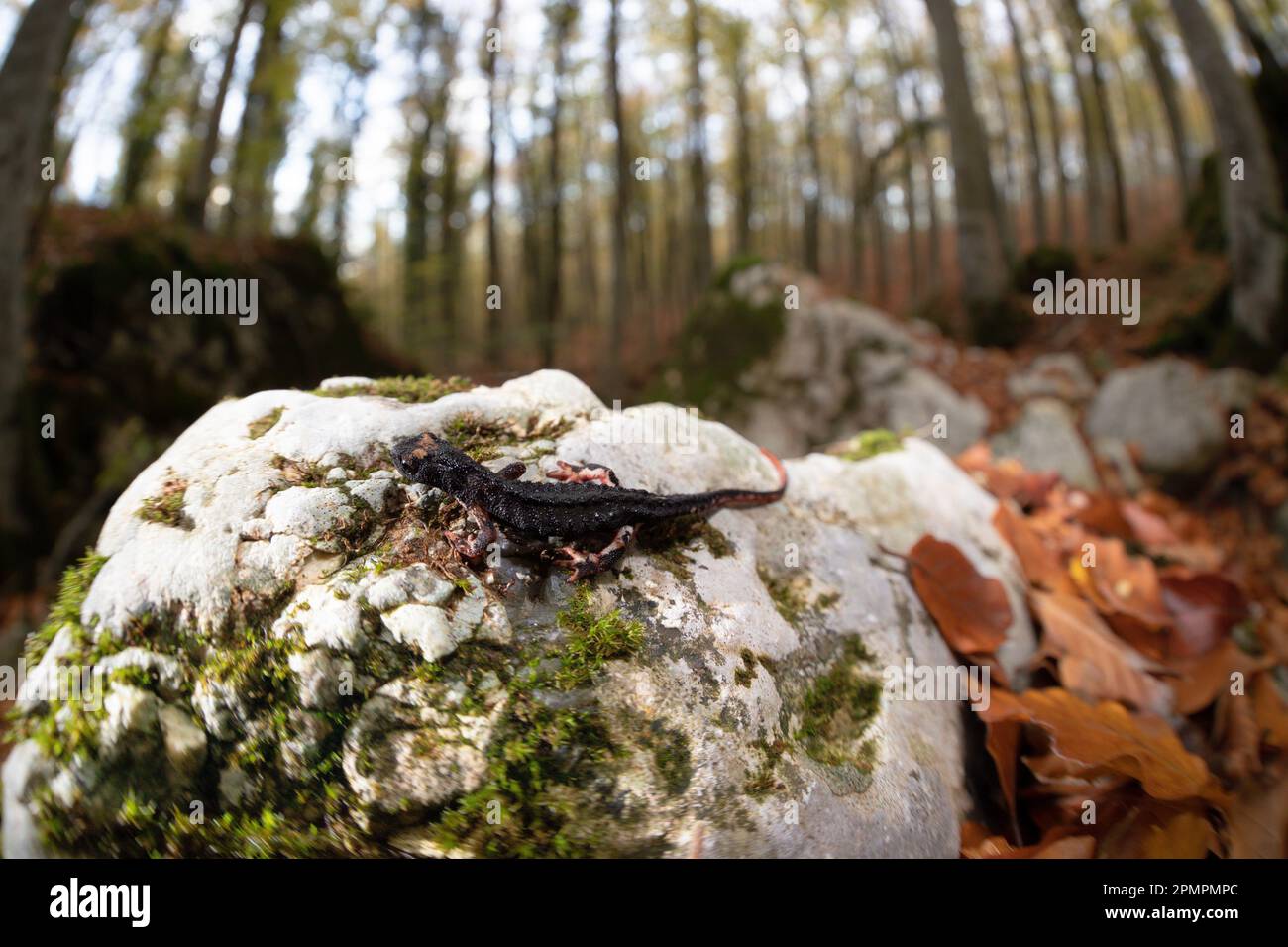 Salamandrina perspicillata, the northern spectacled salamander, is a ...