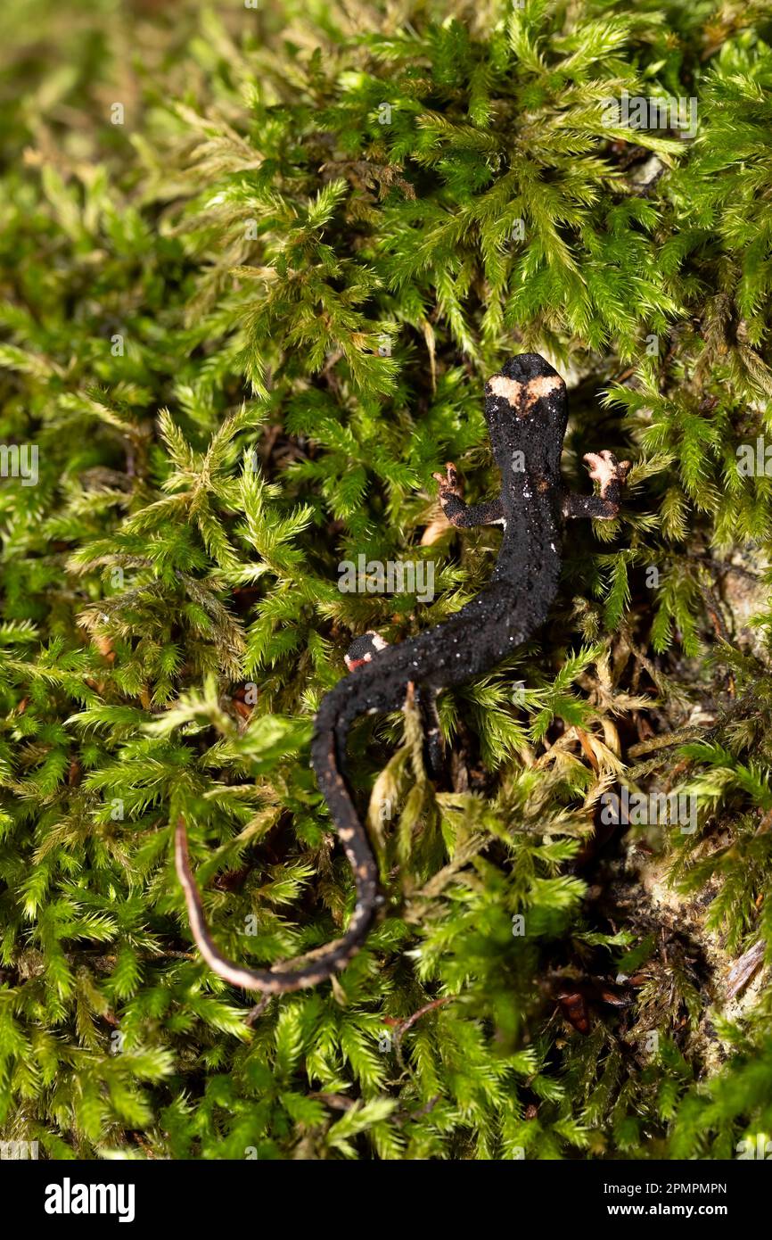 Caudata wild animals wild animal wildlife hi-res stock photography and ...