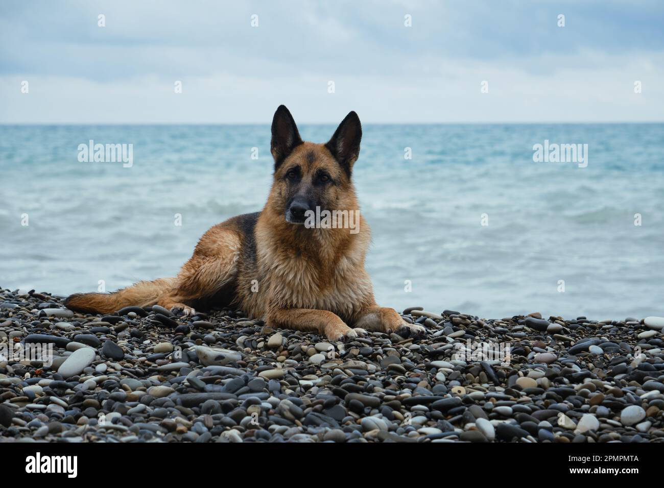 German Shepherd lying on pebbly seashore on stones. Walk with pet along ...