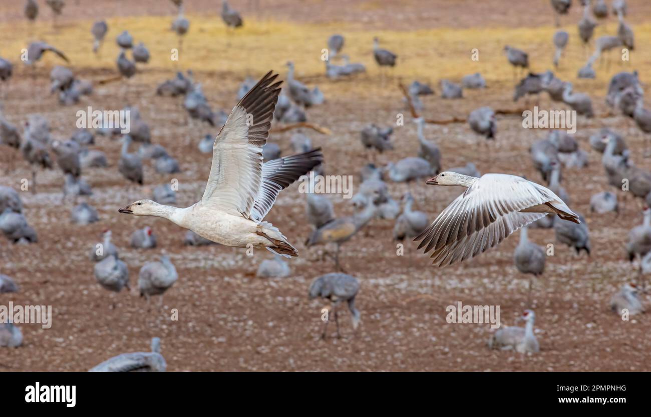 Snow Geese, Anser caerulescens Migrating through Arizona Stock Photo ...