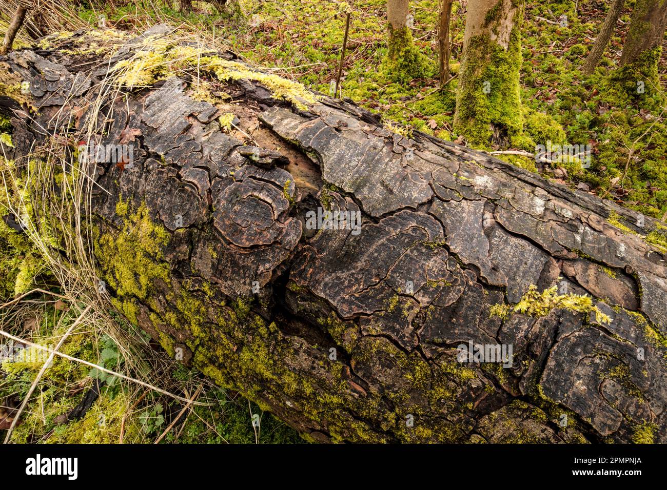 Striking found natural still life on tree bark patterns demonstrating ...