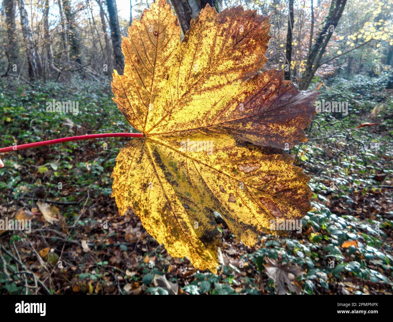 Natural close up woodland still life of colourful leaf practically ...