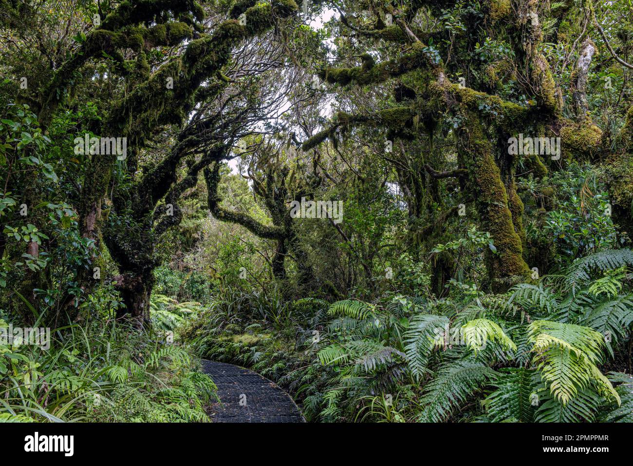 Twisted trunks of kamahi trees in the 'Goblin Forest', Egmont National ...