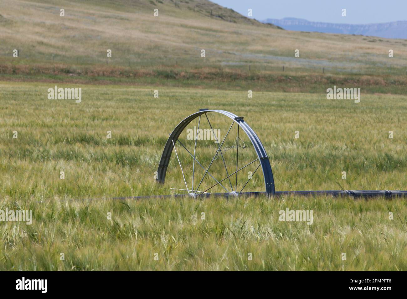 Wheel line (or sideroll) irrigation system in a grain field near ...