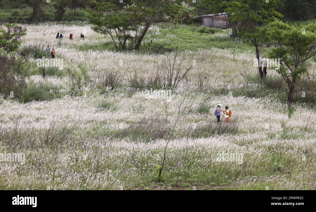 Flowering cogon grass (Imperata cylindrica) at Ping Yeung village ...