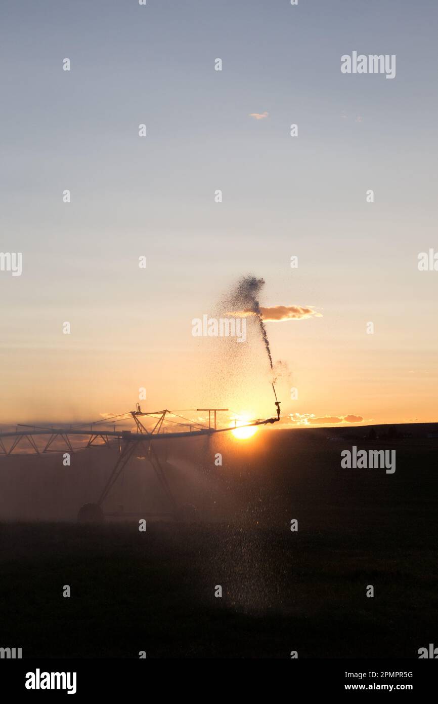 Setting sun provides dramatic light through center-pivot end gun ...