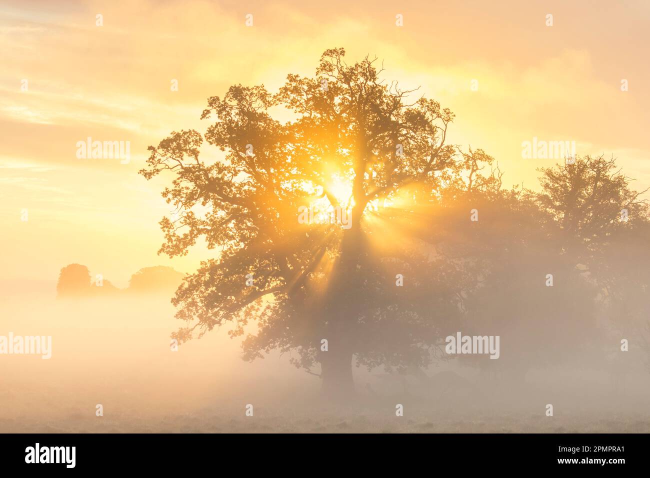Sun shining through foliage of common oak / pedunculate oak / European ...