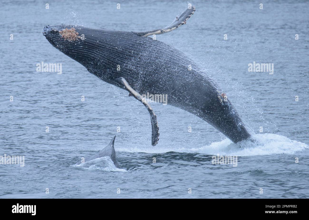 Breaching humpback whale with a calf in Chatham Straight, Alaska, USA ...