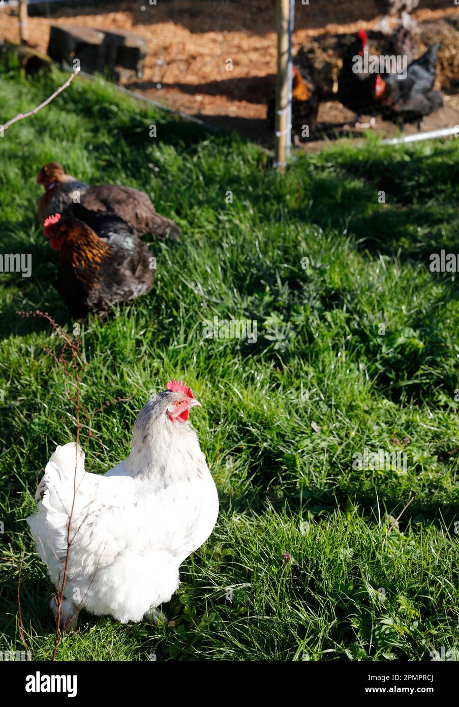 Allotment of free range chickens Stock Photo - Alamy