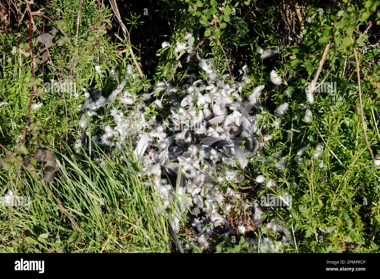 Scattered feathered remains in the countryside, Suffolk, England ...
