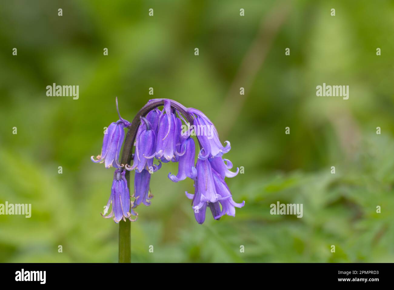 Single Bluebell in a bluebell wood Stock Photo - Alamy