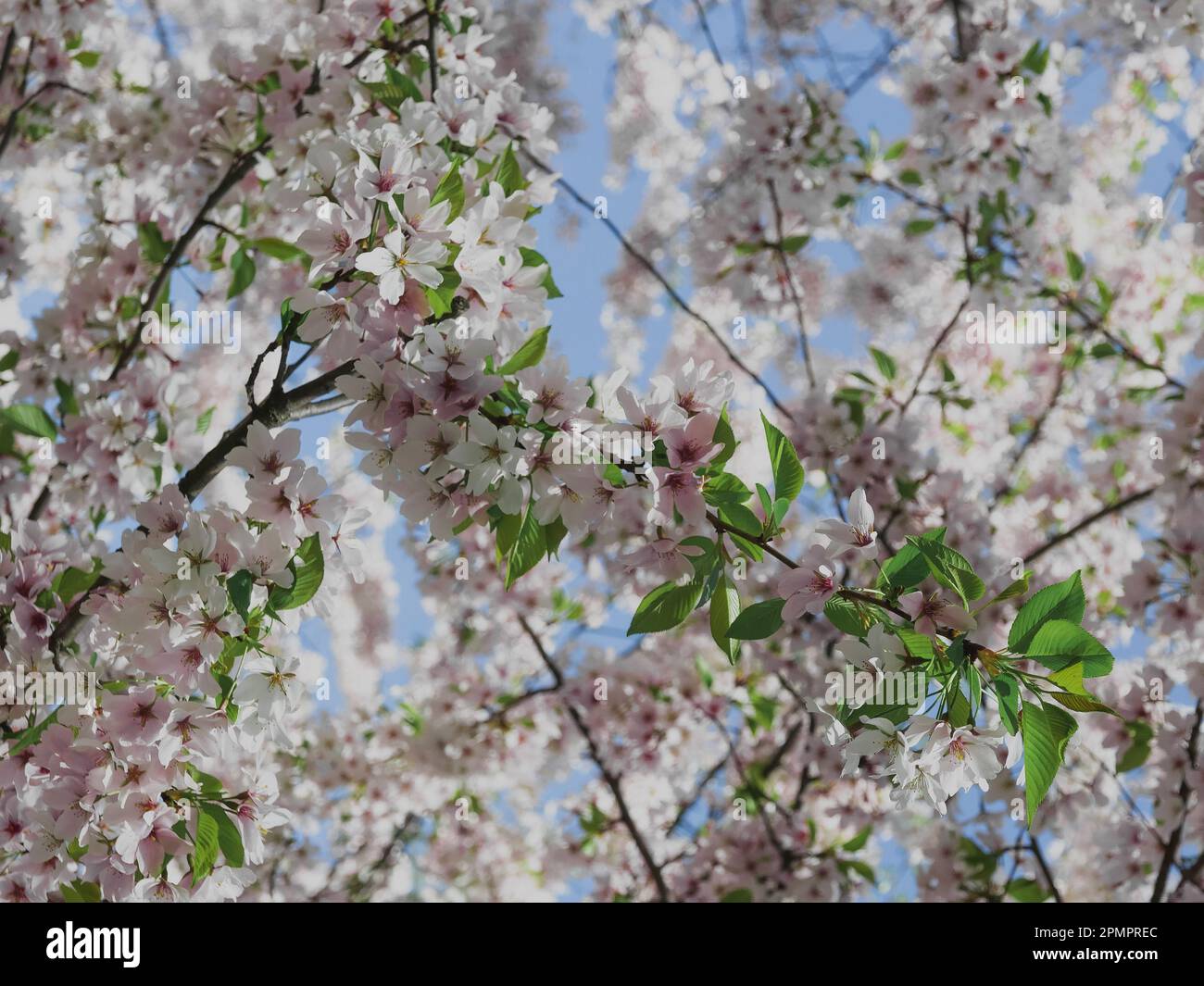 Central Park, New York, spring time Stock Photo - Alamy