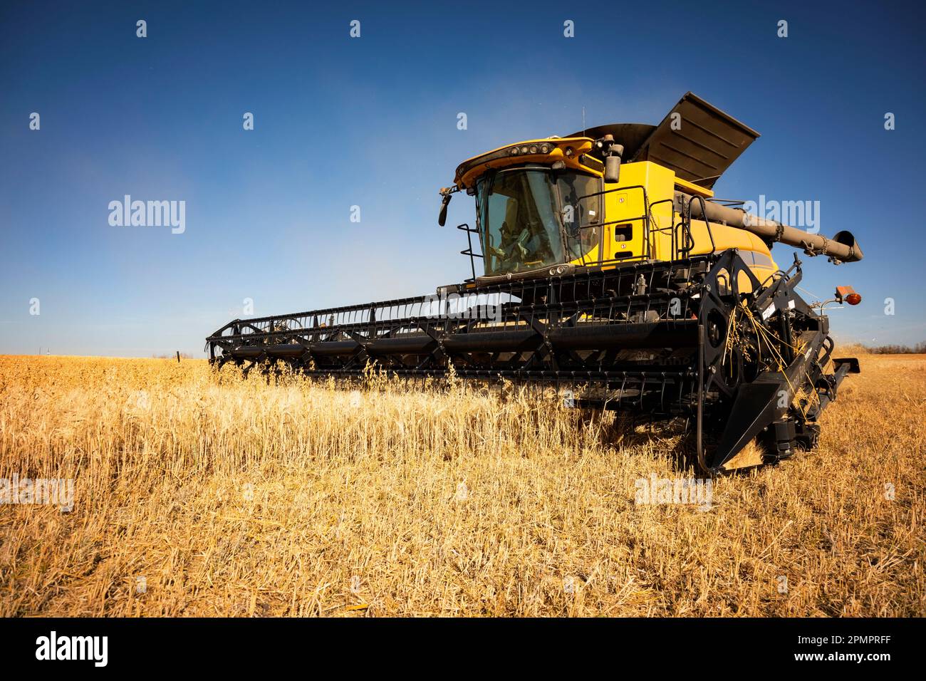 A combine harvesting a mixed grain crop of oats and barley in the fall ...