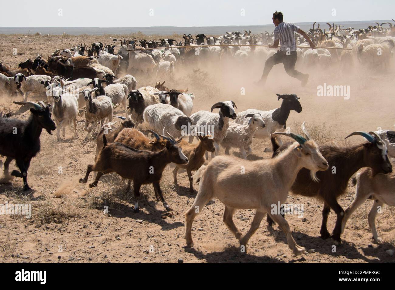 Mongolian farmers with animals hi-res stock photography and images - Alamy