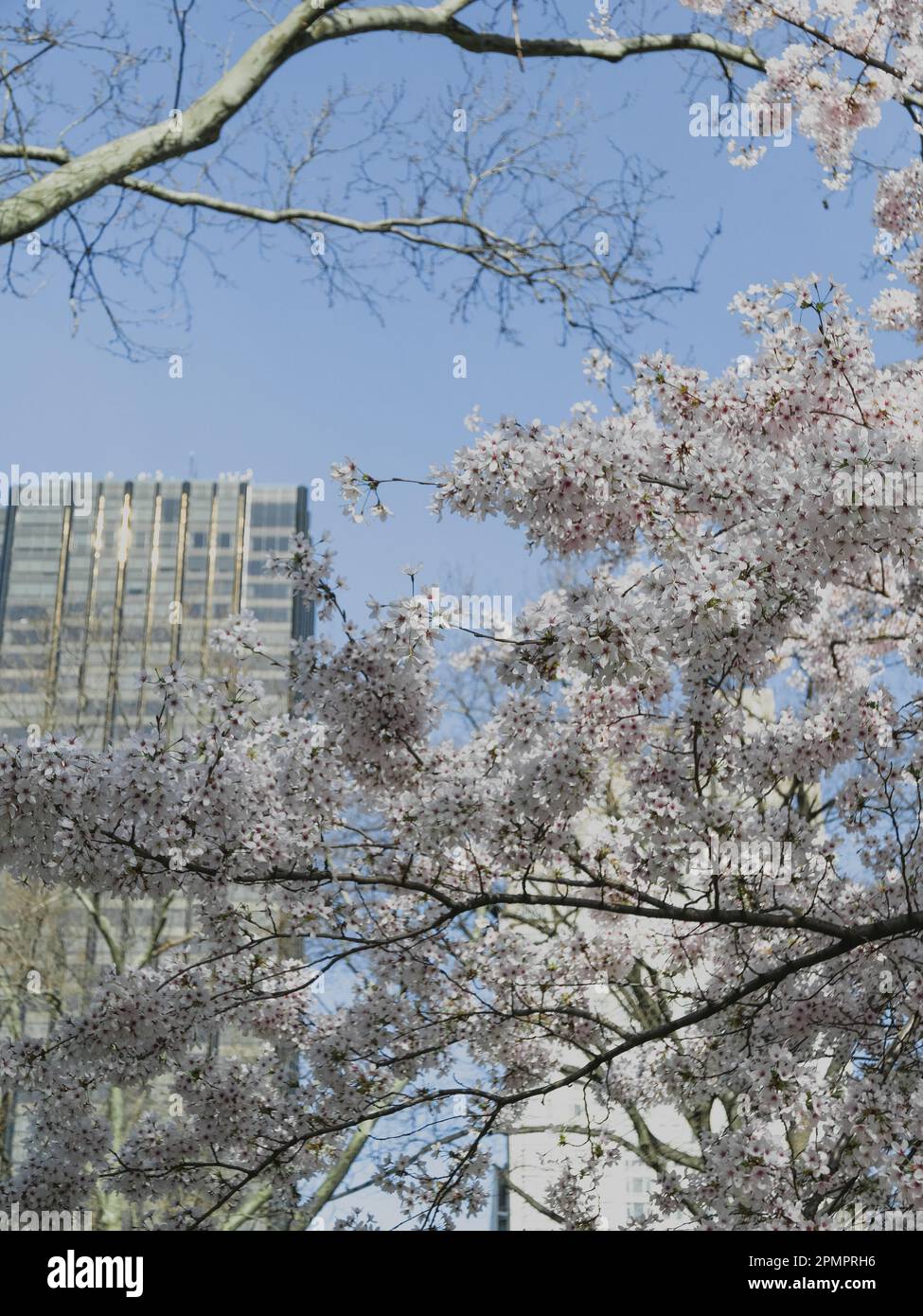 Central Park, New York, spring time Stock Photo - Alamy