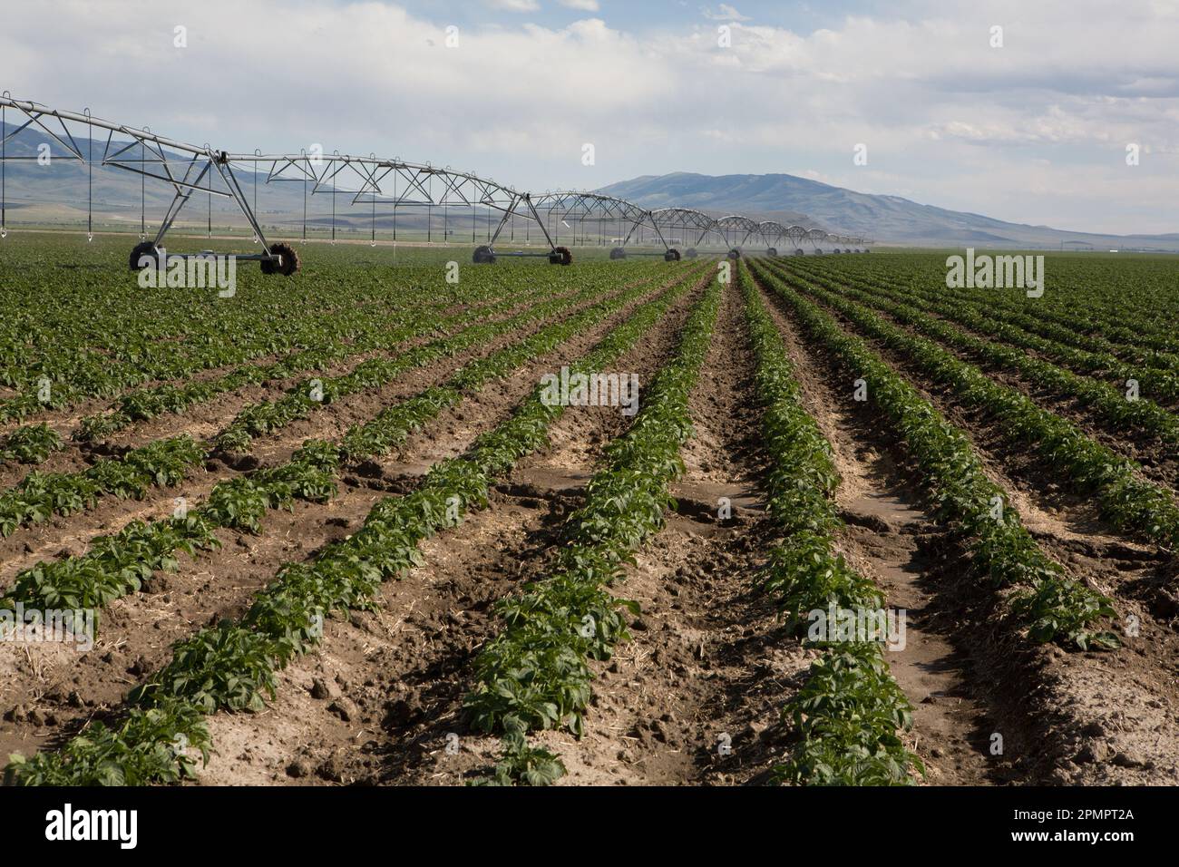 Center-pivot irrigation system in a field of potatoes near Oakley. ID ...