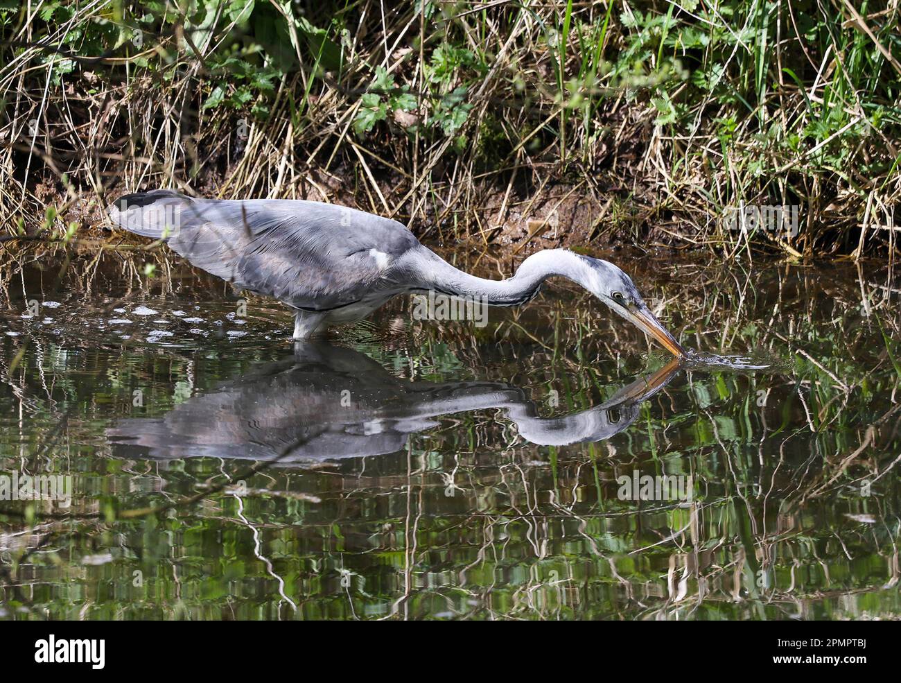 Oxford Island Nature Reserve, Lough Neagh, County Armagh, Northern ...