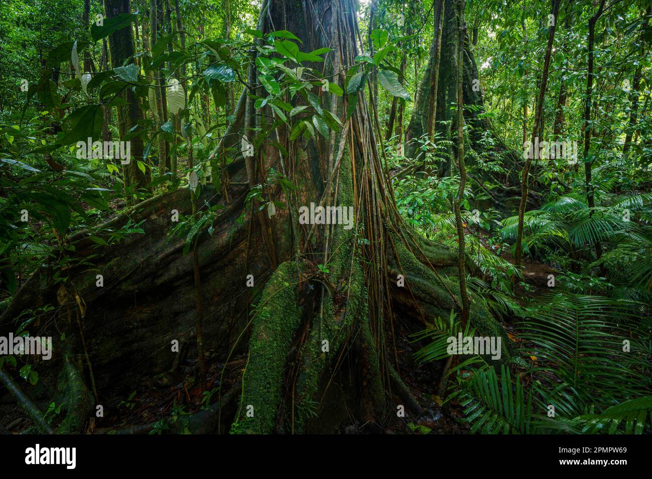The Strangler Fig, a host tree in the Daintree Rainforest, Mossman ...