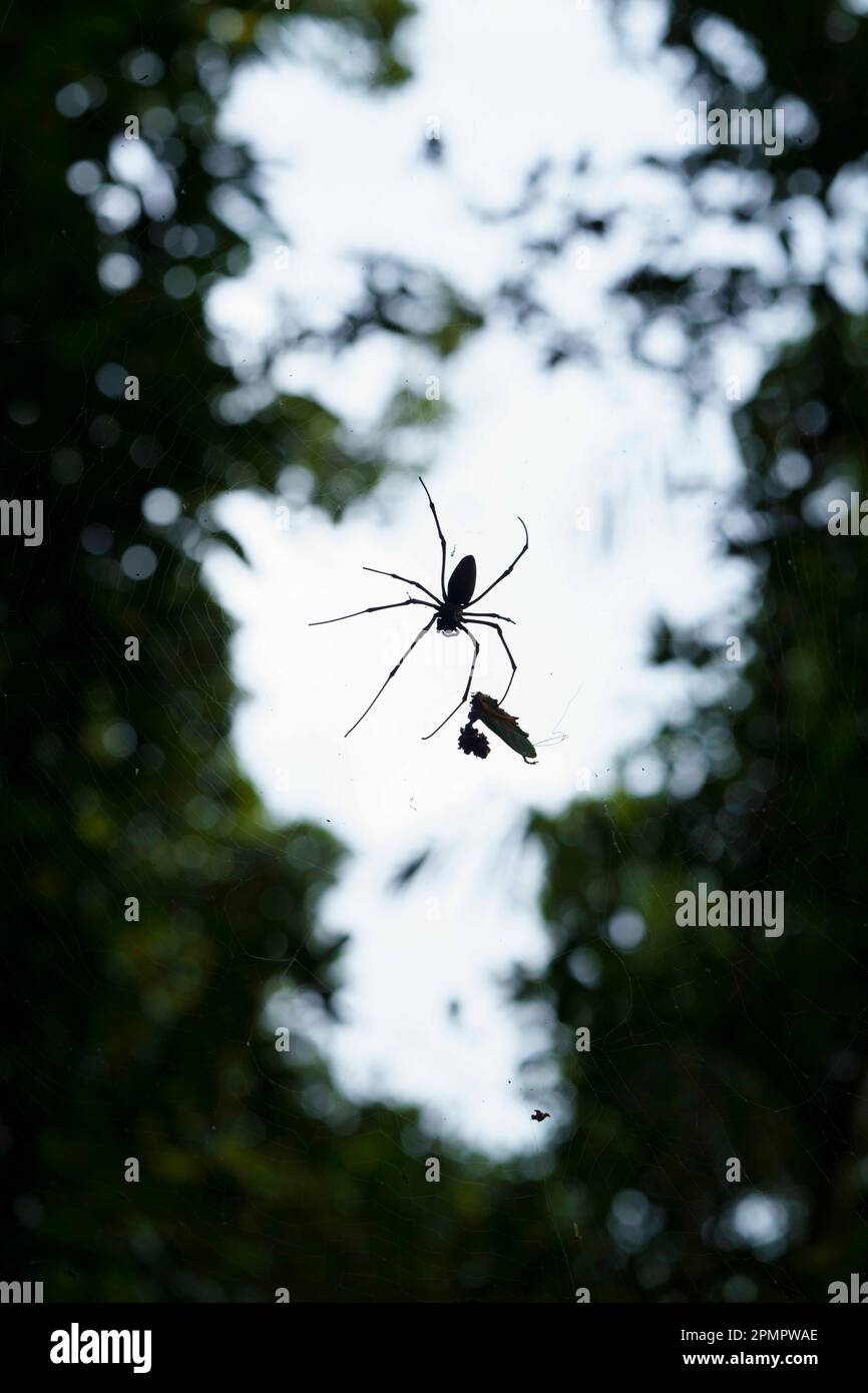 A common Garden Orb Weaving Spider against forest canopy in Daintree ...